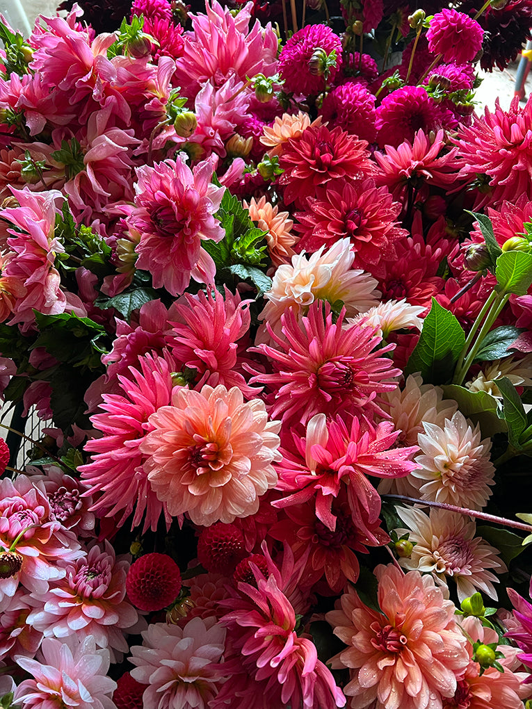The Pricing Cut Flowers To Sell Workshop online Common Farm Flowers the-pricing-cut-flowers-to-sell-workshop-online-common-farm-flowers