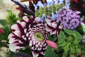 Why be a flower farmer? Common Farm Flowers