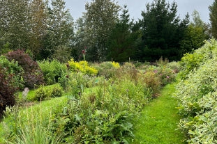 What's on this week?– Common Farm Flowers