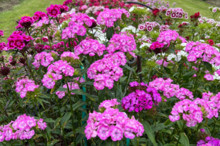 Coming up this week....– Common Farm Flowers