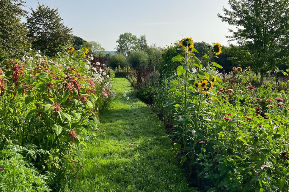 Join Georgie for an online workshop this term– Common Farm Flowers