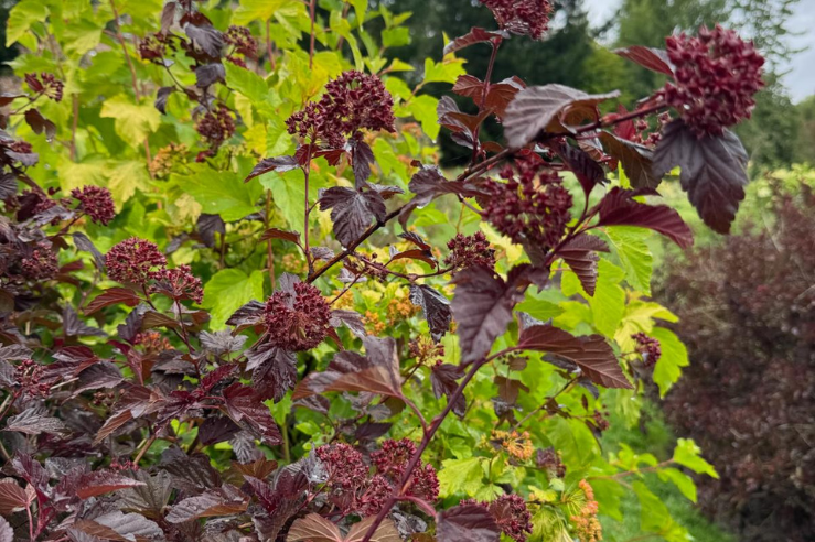 Coming up this week (20th October)– Common Farm Flowers