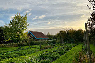 November news from the farm– Common Farm Flowers