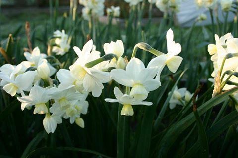 Learn to be a Flower Farmer Common Farm Flowers