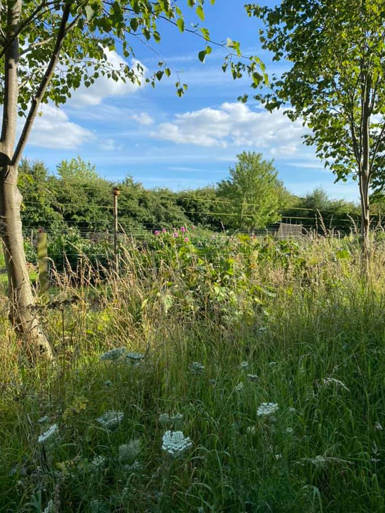 The Cut Flower Patch Workshop Bundle (online)– Common Farm Flowers