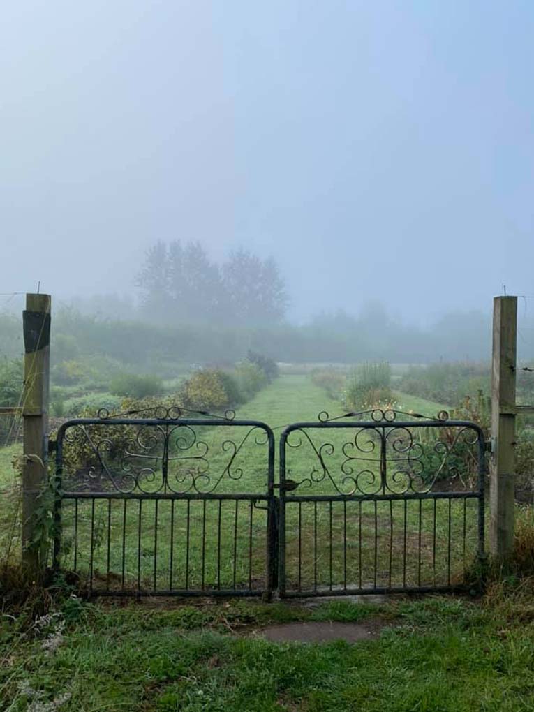 The Cut Flower Patch Workshop Bundle (online)– Common Farm Flowers