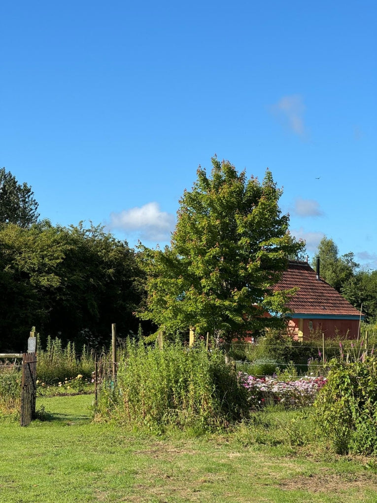 The Common Farm Flowers Flower Farm Tour