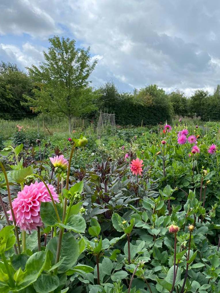 The Design A Cut Flower Patch Workshop (online)– Common Farm Flowers