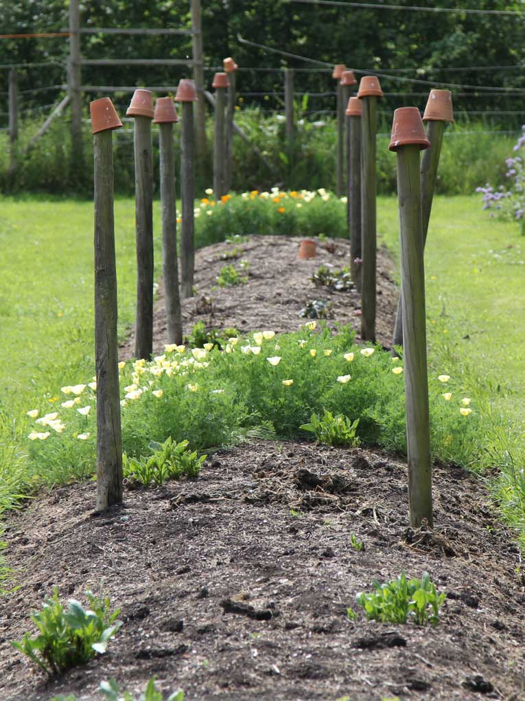 The Flower Farmer's Year Workshop (online)– Common Farm Flowers